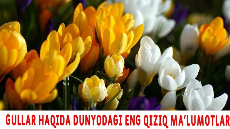 Gullar haqida Qiziqarli Ma'lumotlar - Dunyoning eng go'zal va g'aroyib ...