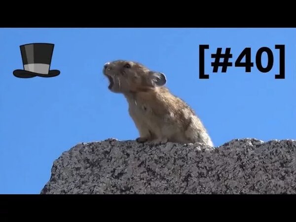 Top Funny Memes #40 - Yandex Video aramada çevrimiçi izle