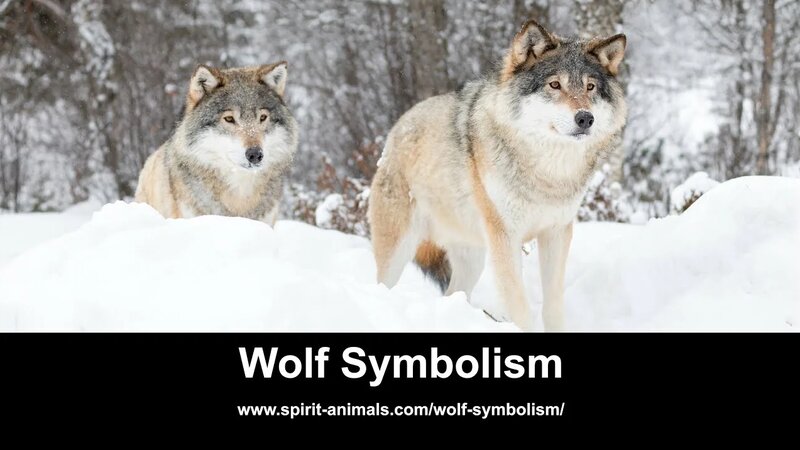Wolf Symbolism