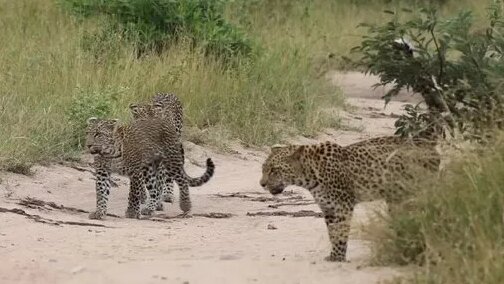 Bears mating season | animals copulating | wild animals breeding rituals