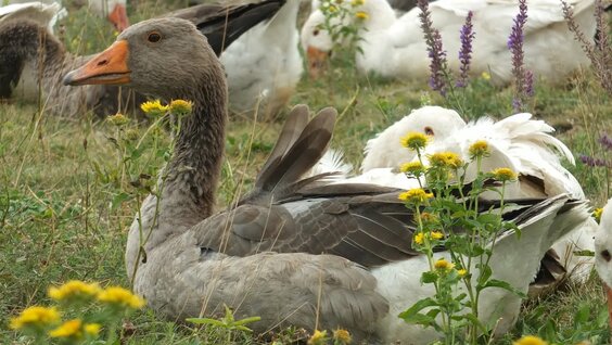 Answers to questions about goose farming/ The red hawk was going to ...