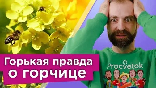 Осторожно, горчица! Не спешите сеять горчицу, пока не узнаете важный нюанс | Procvetok | Дзен ...