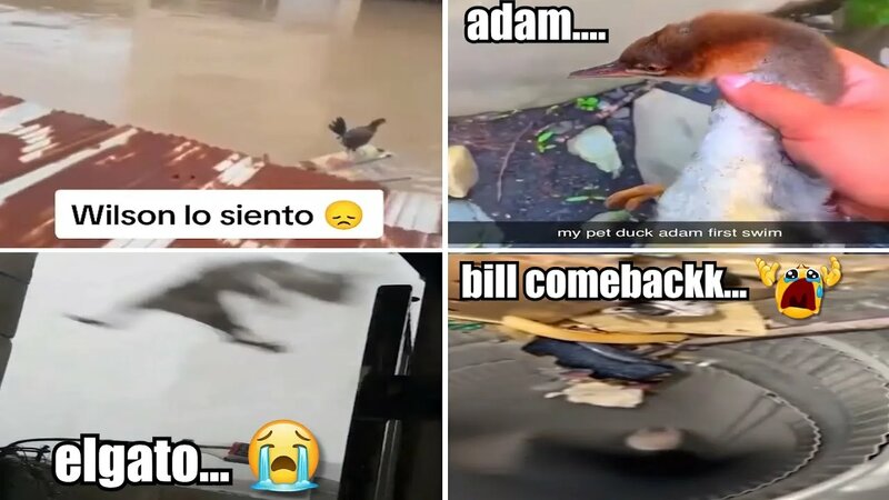 Wilson Lo Siento..., El Gato, Bill Comeback Dan Adam... - Yandex Video ...