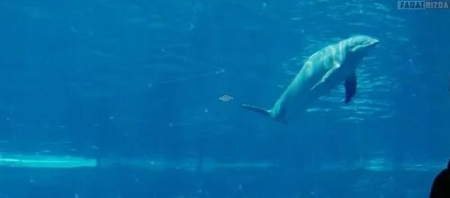 Delfinlar Haqida Qiziqarli Faktlar | Faqat Bizda | Дзен - Смотреть ...