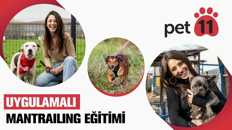 Can Dostlarımızla Uygulamalı Mantrailing Eğitimi // pet11 ile Can ...