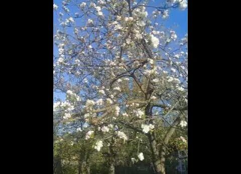 ატმის ხეები რომ იყვავილებს atmis xeebi rom iyvavilebs. მოვიპარავ ...