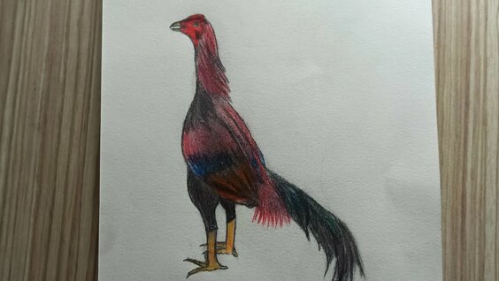 horoz resimleri çizimi: 916 video Yandex'te bulundu