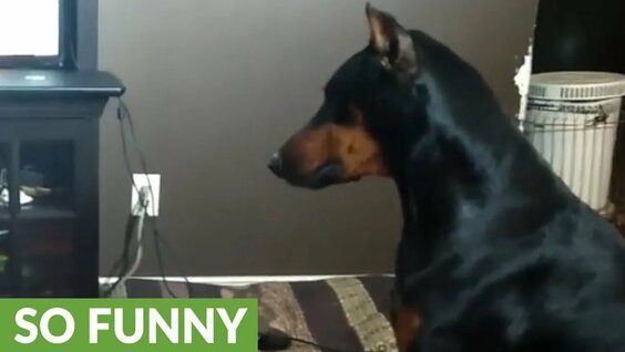 doberman: 835 video Yandex'te bulundu