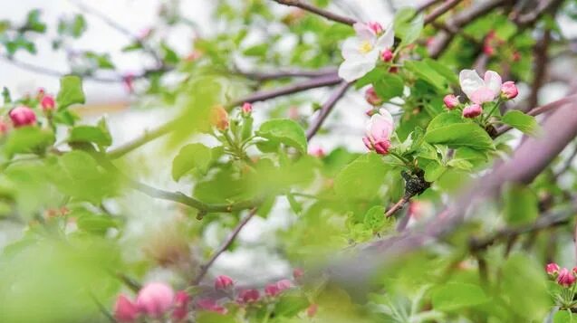 Звуки весны пение птиц и свежий ветер Расслабьтесь под звуки природы в цветущем саду