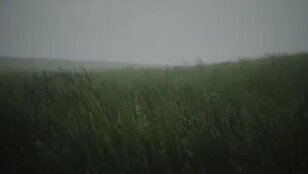 Wavy grass — Видео от Wallpaper Engine | Живые обои для рабочего стола ...