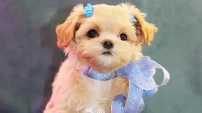 Видео Тедди мальтипу мини мальчик | OK.RU - Смотреть онлайн в поиске ...