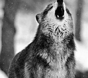 türk kurt png: 874 video Yandex'te bulundu