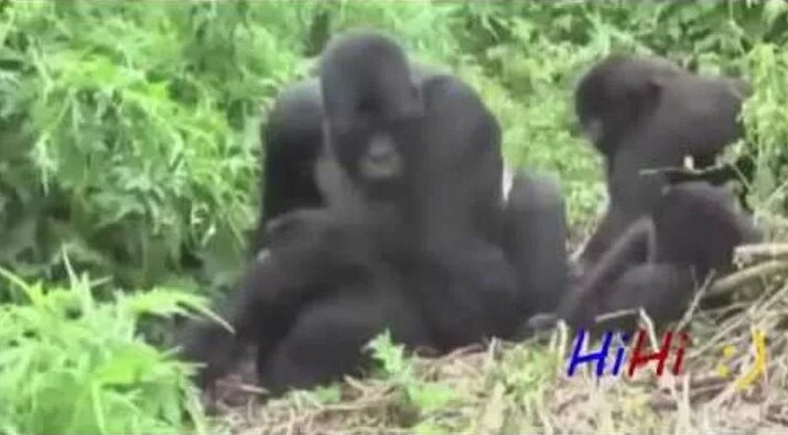 Спаривание животных, Monkey Chimpanzee Gorilla Mating Funny Videos ...