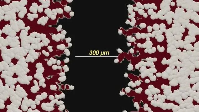 In silico model of a 2D wound-healing assay experiment - Смотреть ...