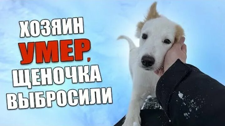 Видео Спасение щенка. Линда ищет дом / SANI vlog | OK.RU - Смотреть ...