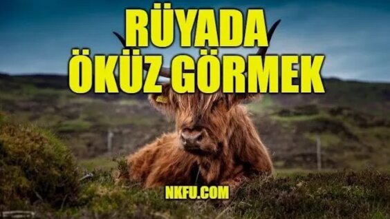 öküz resimleri: 2 bin video Yandex'te bulundu