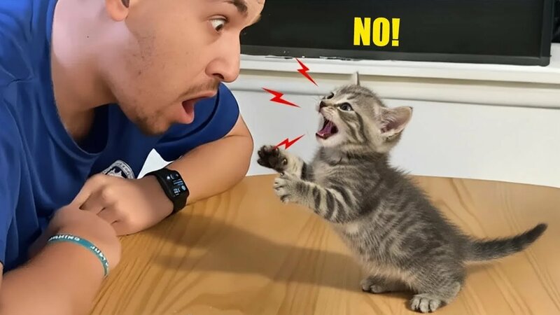 Super Funny Cat Speaking English Like a Human! - Yandex Video aramada ...