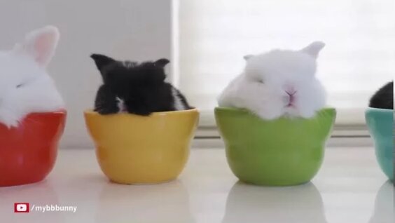 dünyanın en tatlı tavşanı: 779 video Yandex'te bulundu