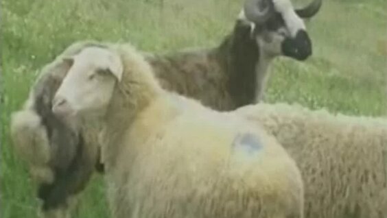 koç resimleri: 2 bin video Yandex'te bulundu