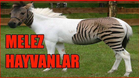 melez hayvanlar: 817 video Yandex'te bulundu