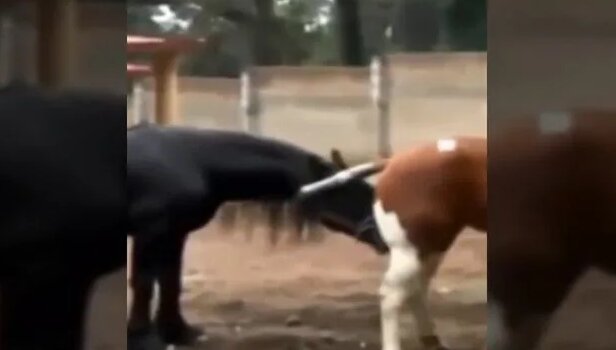 Big horse mating video || animal mating video - Смотреть онлайн в ...