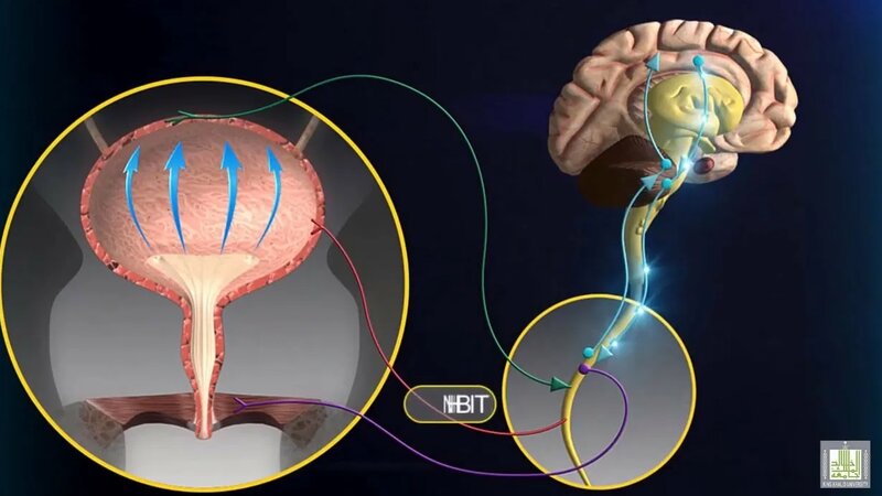 Micturition Reflex - animation - Yandex Video aramada çevrimiçi izle