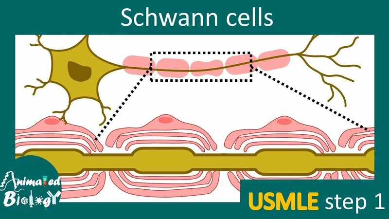 Schwann cells | Myelination | Schwann cells vs Oligodendrocytes | Usmle ...