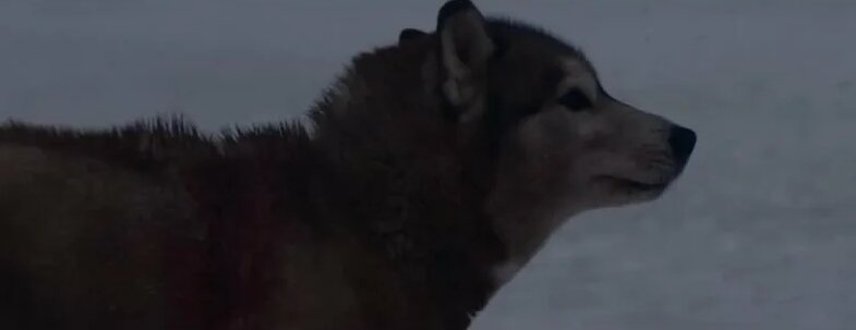 David Guetta ft. Sia - She Wolf (Falling To Pieces) (Official Video ...