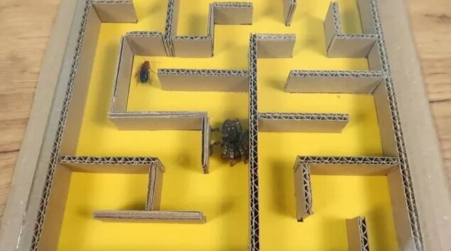 Alex Boyko ЧТО ЕСЛИ Тарантул И Таракан Окажутся В Лабиринте - Смотреть ...