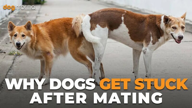 Why Dogs Get Stuck After Mating - Dog Breeding Process Explained ...