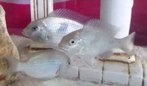 en güzel yunus resimleri: 898 video Yandex'te bulundu