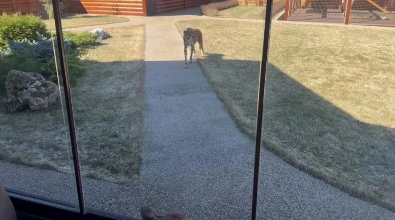 Пума Месси встал не с той лапы — Видео от i_am_puma - Смотреть онлайн в ...