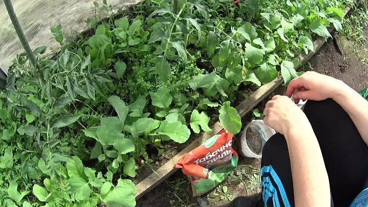 Отличные средства от крестоцветной блошки!!! - Смотреть онлайн в поиске ...