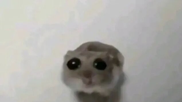 фон где хомяк грустит под звук скрипки - Смотреть онлайн в поиске ...