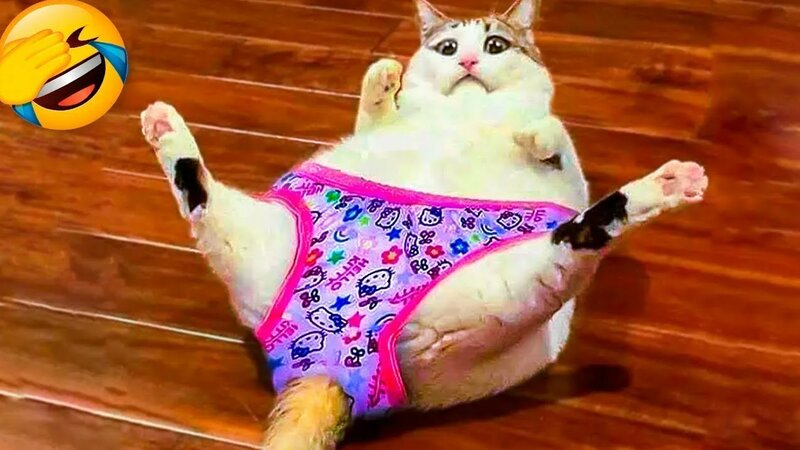 Приколы с котами! Смешные коты С Озвучкой! Самые смешные животные! - ДО ...