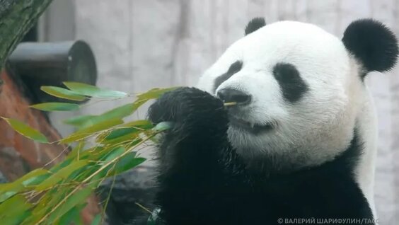 pandas-to-int-1