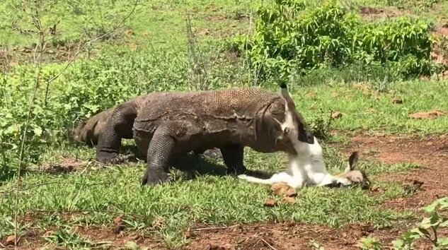 WOW Amazing, this Komodo dragon eats and swallows small goats, in just ...