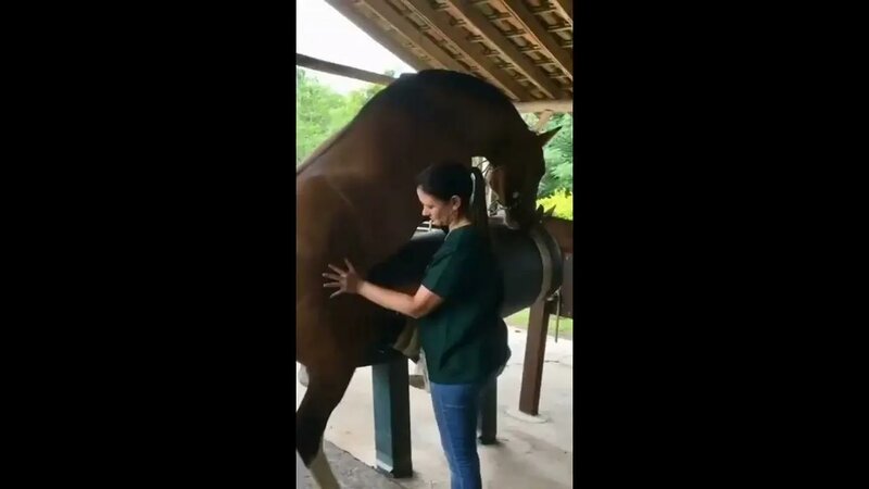 Horse meeting video, donkey mating video, Animal meeting video, Zoo ...