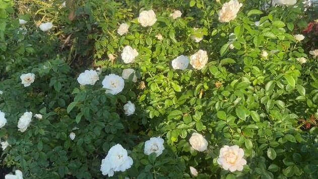 Summer Memories Rose | White Kordes Rose | Zone 7b High Humidity ...