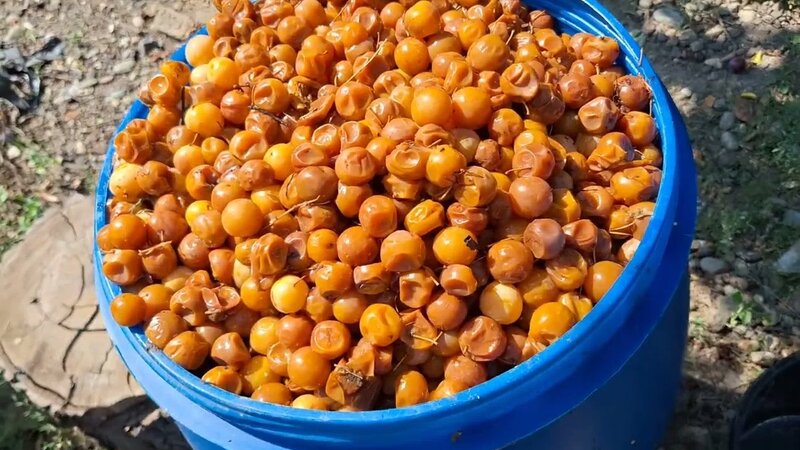 Tuica de corcoduse - Смотреть онлайн в поиске Яндекса по Видео