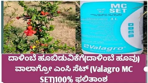 Excellent% Result Valagro MC SET for Pomegranate Flowering, Fruit ...