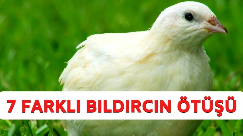 Bildircin Ötüşü - Yandex Video aramada çevrimiçi izle