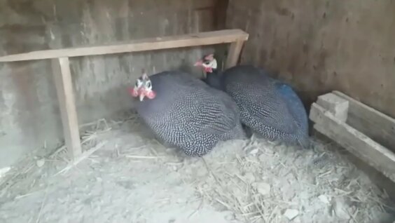 tokat tavuğu: 883 video Yandex'te bulundu