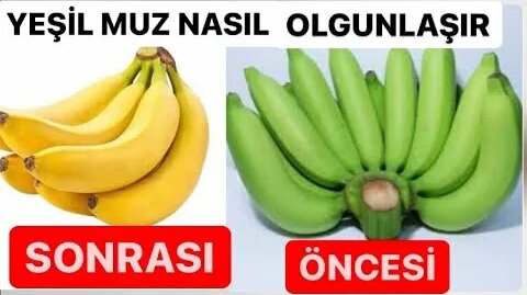 muz resimleri: 572 video Yandex'te bulundu