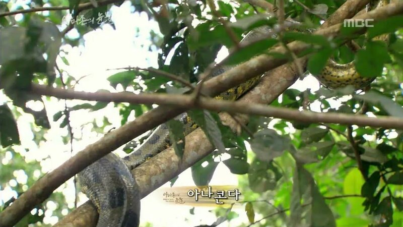 Tears of the Amazon, EP02, #01, 아마존의 눈물, 2회 20100108 - Смотреть онлайн ...