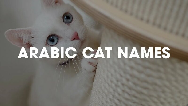50 cute arabic cat names - Смотреть онлайн в поиске Яндекса по Видео