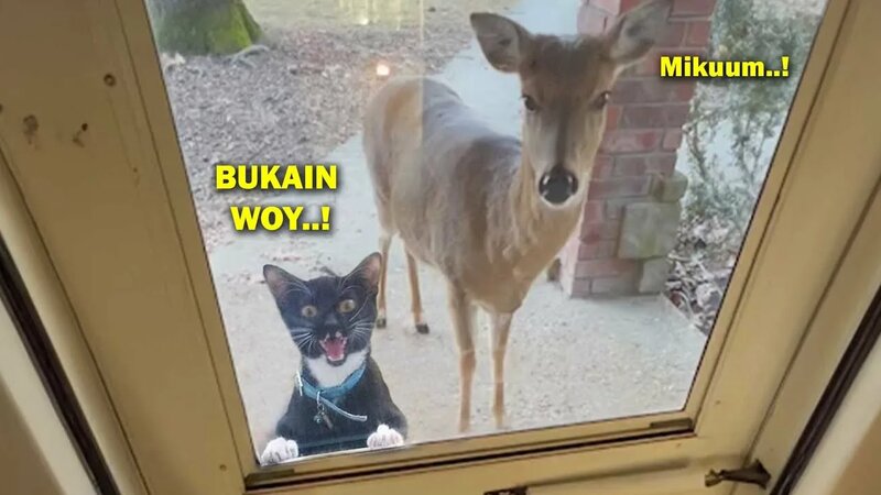 Majikan Terkejut..! Ketika Kucing Bawa Pulang Rusa Ke Rumah Untuk ...