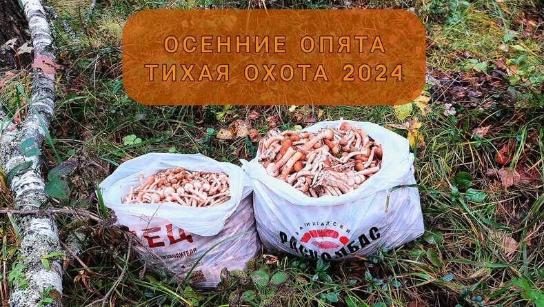 19.09.2024 - Осенние Опята. СБОР Грибов. Тихая Охота 2024 — Видео от ...
