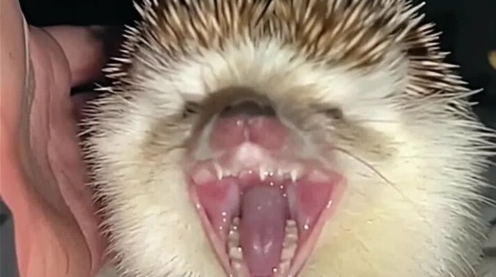 Видео Зевающий ежик - зрелище не для слабонервных. | OK.RU - Смотреть ...