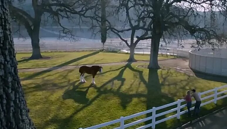 Реклама пива Budweiser ＂Щенячья любовь＂. (Budweiser Super Bowl Xlviii ...